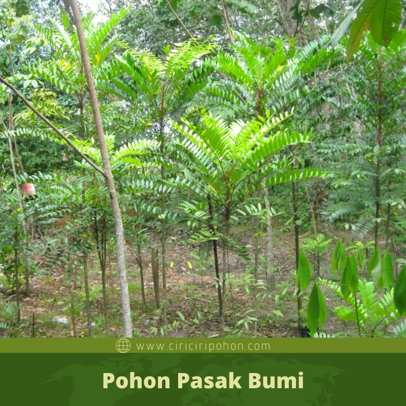Pohon Pasak Bumi - Perumperindo.co.id