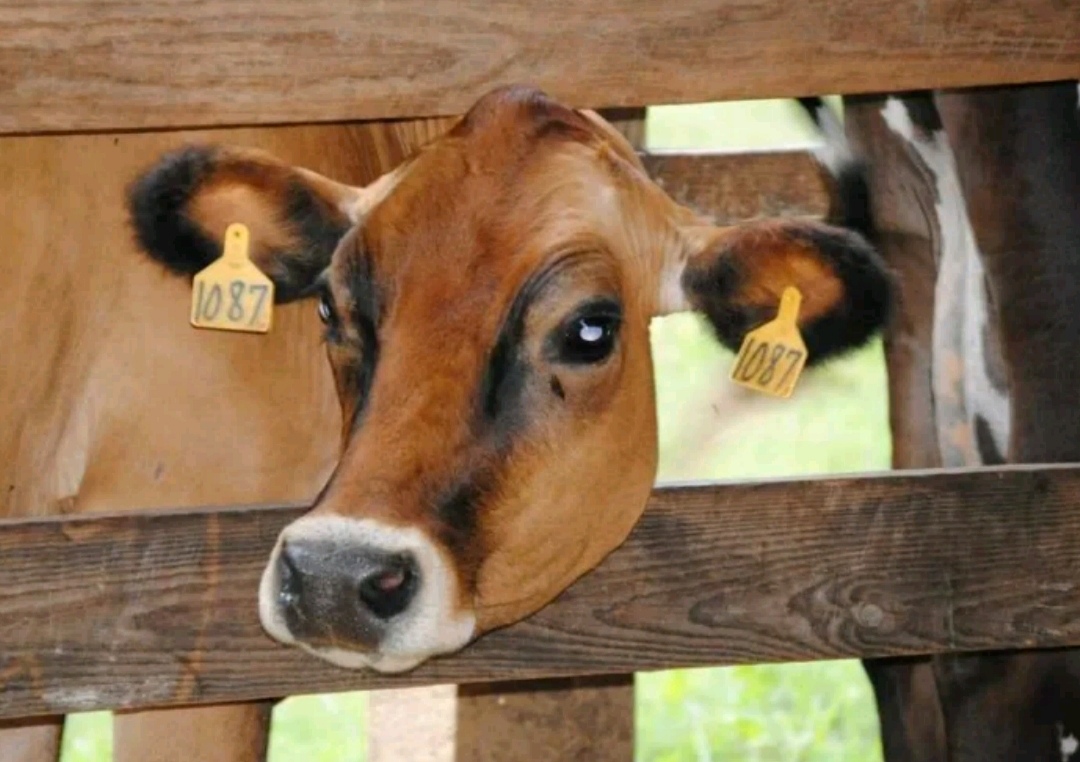 Peternakan Sapi Jersey, Bagan Pakan, Susu, Fakta Breed - DWI PURWANTO