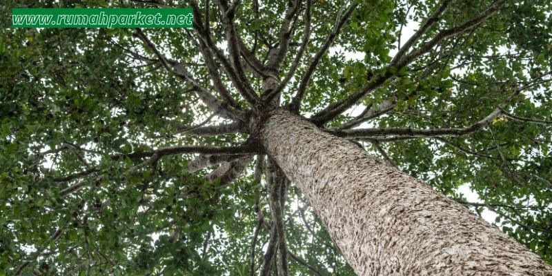 Keistimewaan Kayu Keruing Pada Produk Lantai Kayu dan Plafon ...