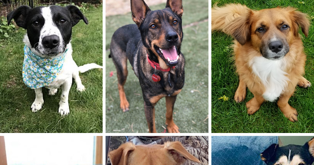 Adoptable Dogs - ADOPTED