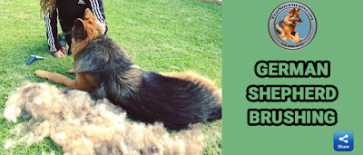 Grooming Requirements of German Shepherd Dog