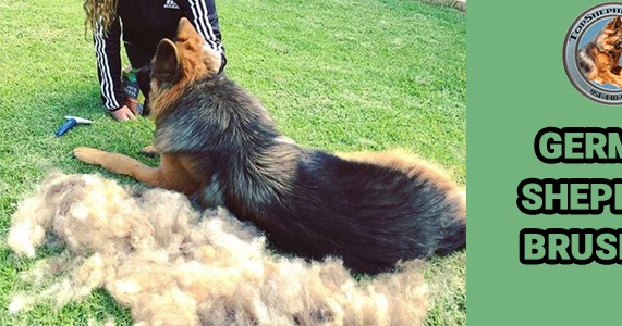 Grooming Requirements of German Shepherd Dog