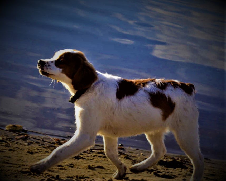 Breton Espanol Dog breed information, description, personality, price ...