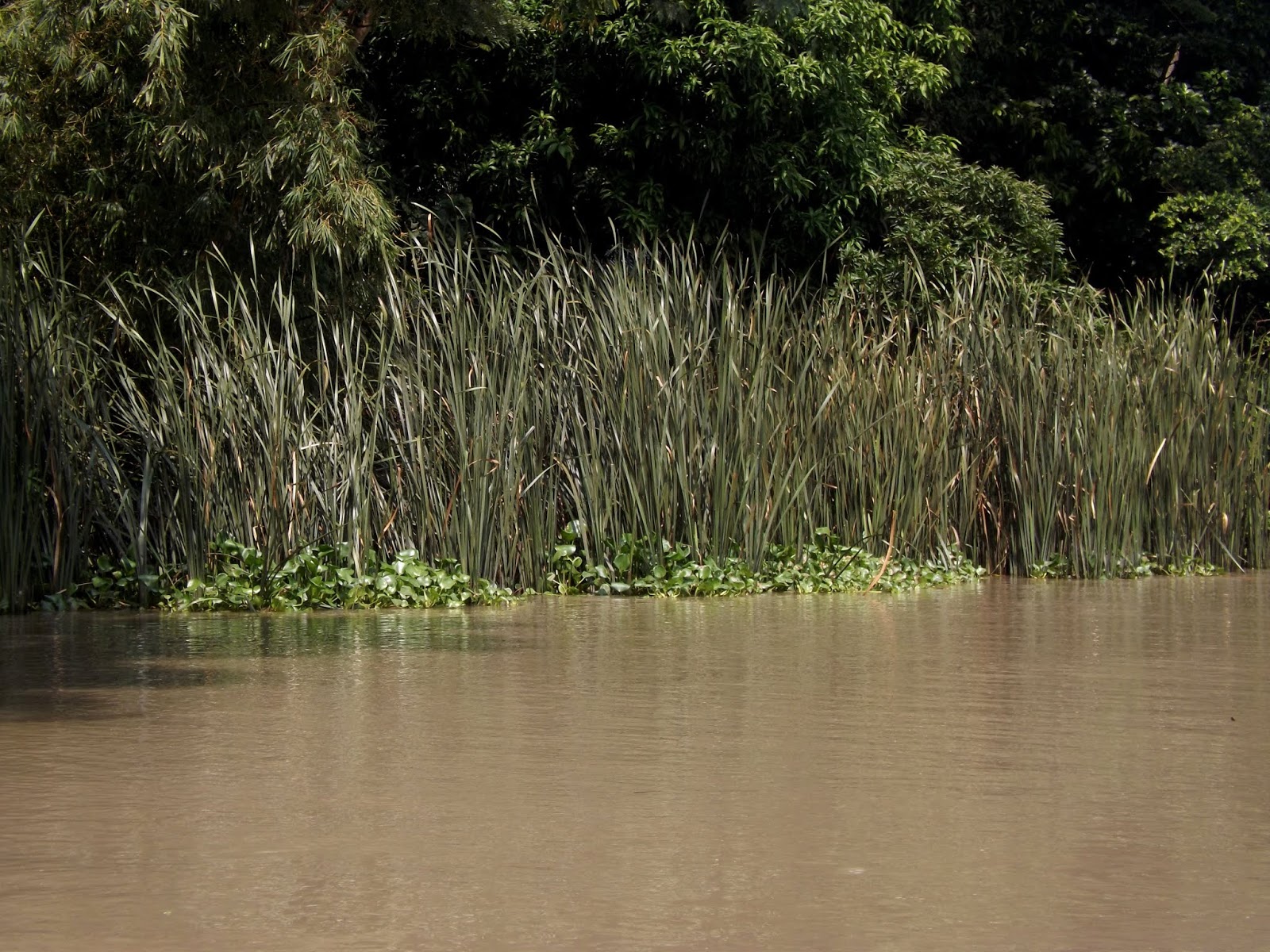 Hogla or Southern cattail, Typha domingensis
