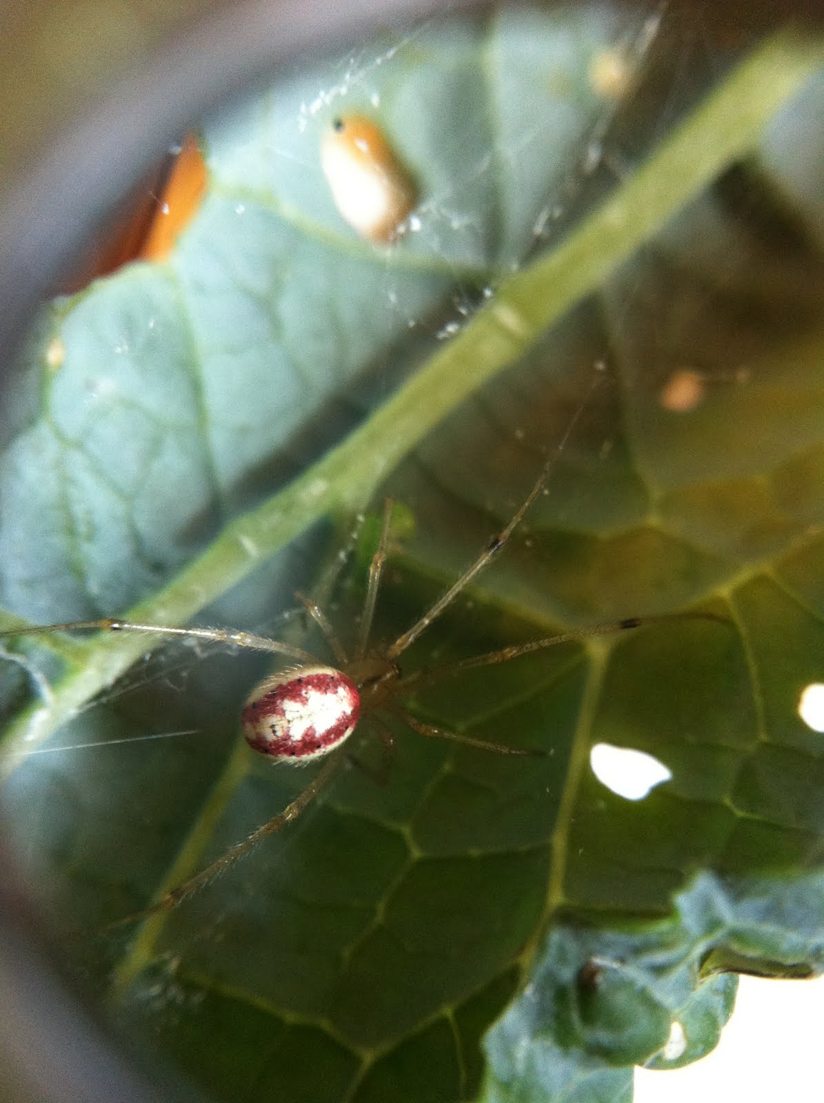 OSU Master Gardener(TM): Kale IPM