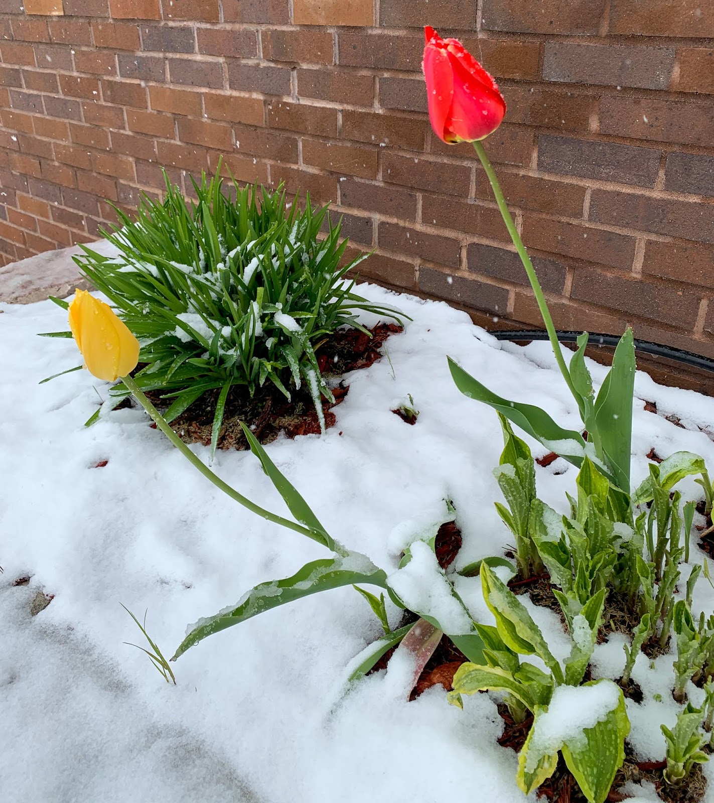 Duluth Harbor Cam: Winter Tulips!