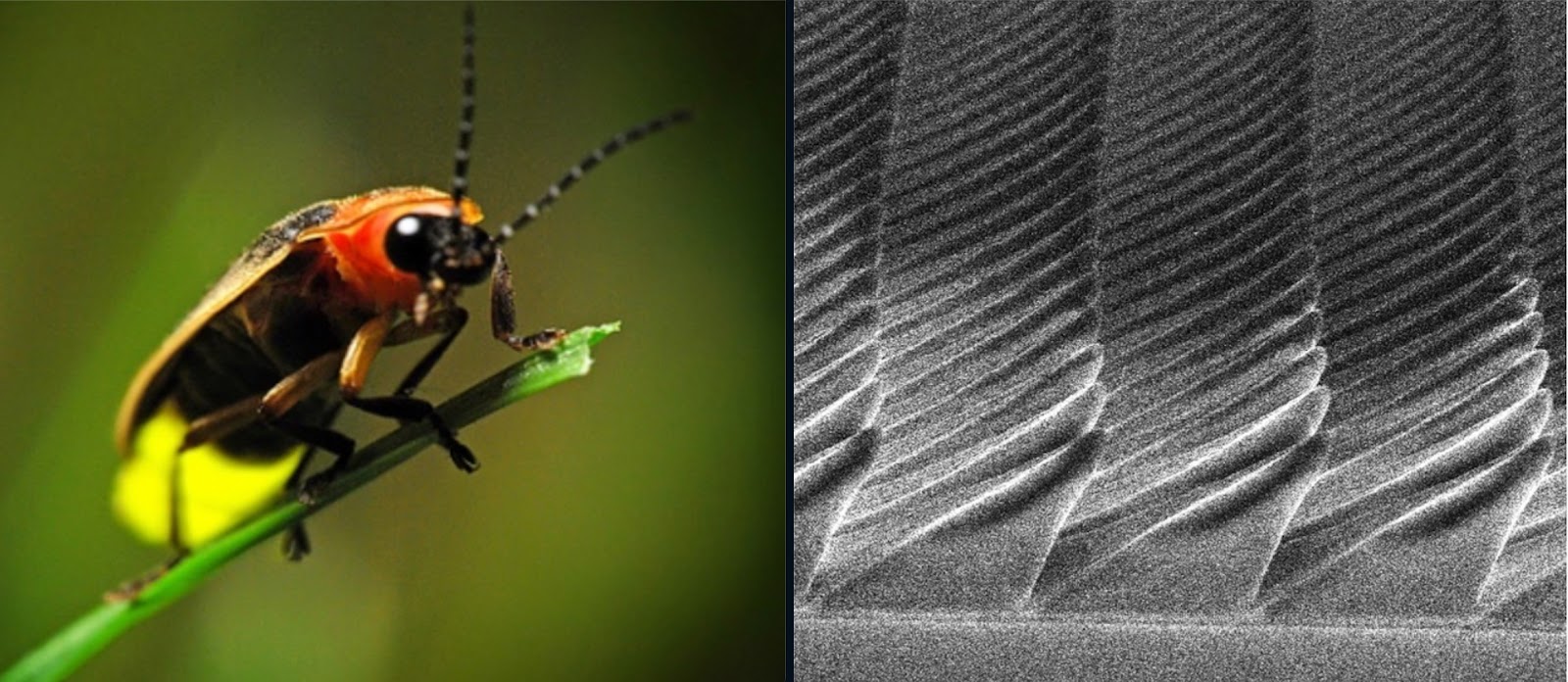 PA Environment Digest Blog: Firefly-Inspired Surfaces Improve ...