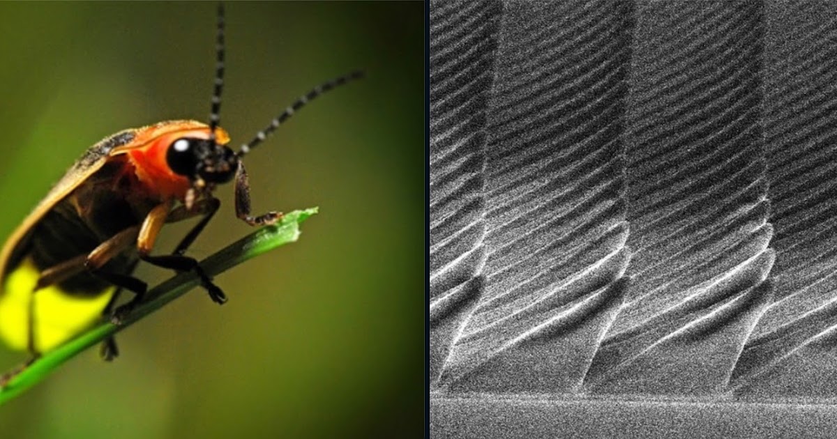 PA Environment Digest Blog: Firefly-Inspired Surfaces Improve ...