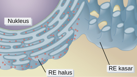Sel Tumbuhan Beserta Organel dan Fungsinya (LENGKAP!) - Biologi Sel