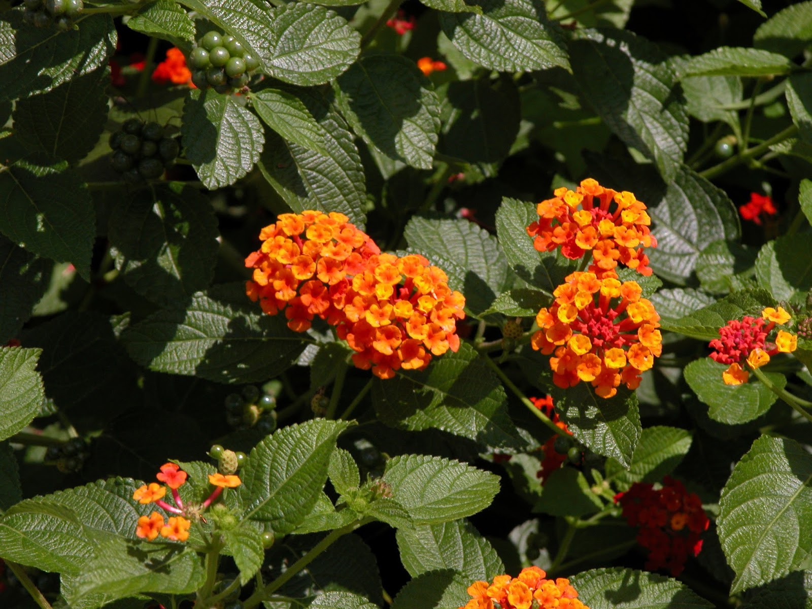 tercera persona: Flores que me gustan.... LANTANA o Banderita española ...