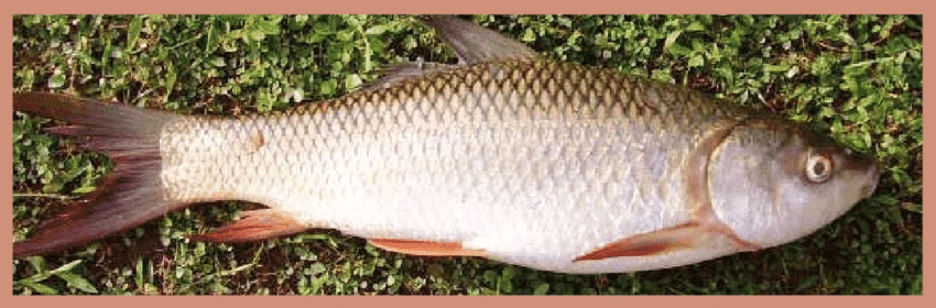 Fish: Labeo rohita (Rohu) | fish | fishing | angler fish | goldfish ...