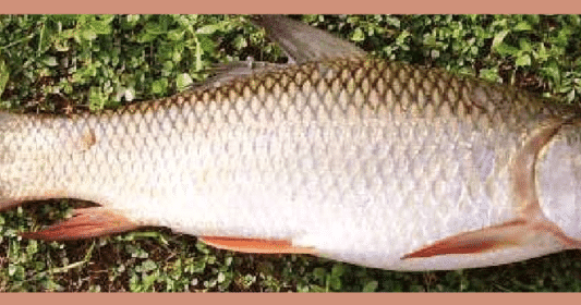 Fish: Labeo rohita (Rohu) | fish | fishing | angler fish | goldfish ...