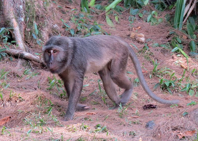 Just About Everything: Rare Fauna of Great Nicobar