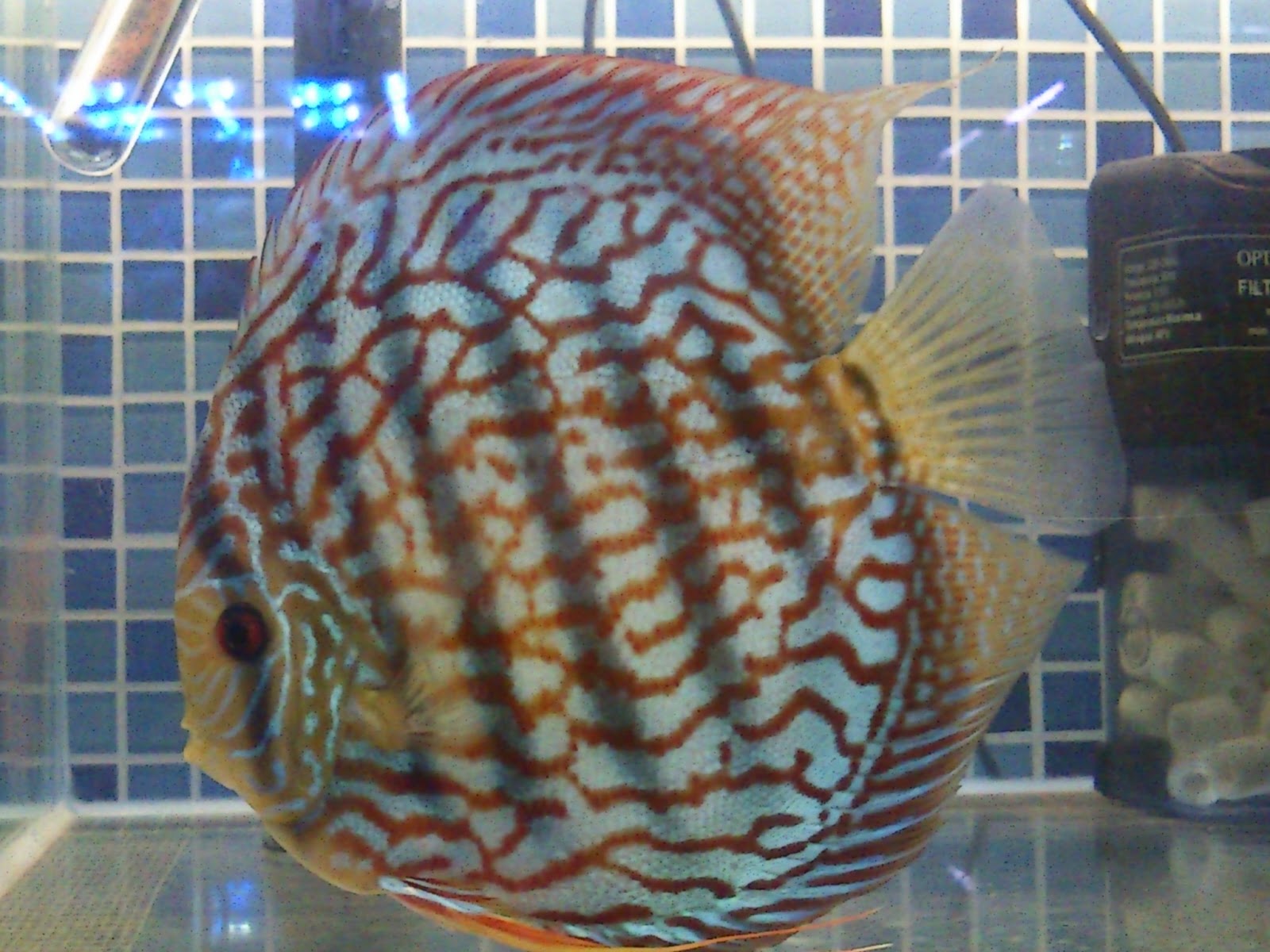 Discus Vigo: 1º Iberian Discus Show peces a concurso Ip Discus España ...