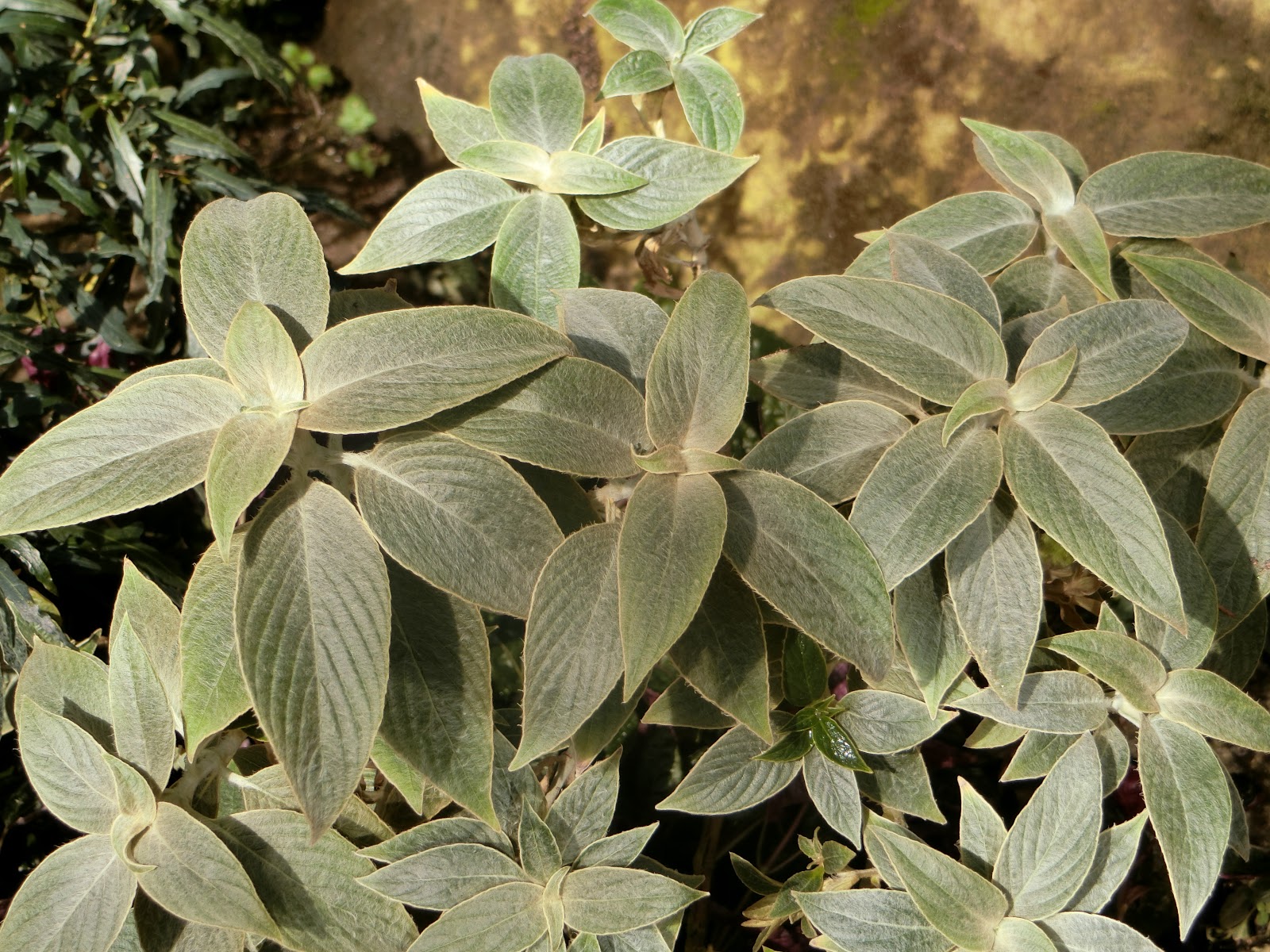 60歳で無職の優雅な日々: ストロビランティス・ゴッシピヌス Strobilanthes gossypinus