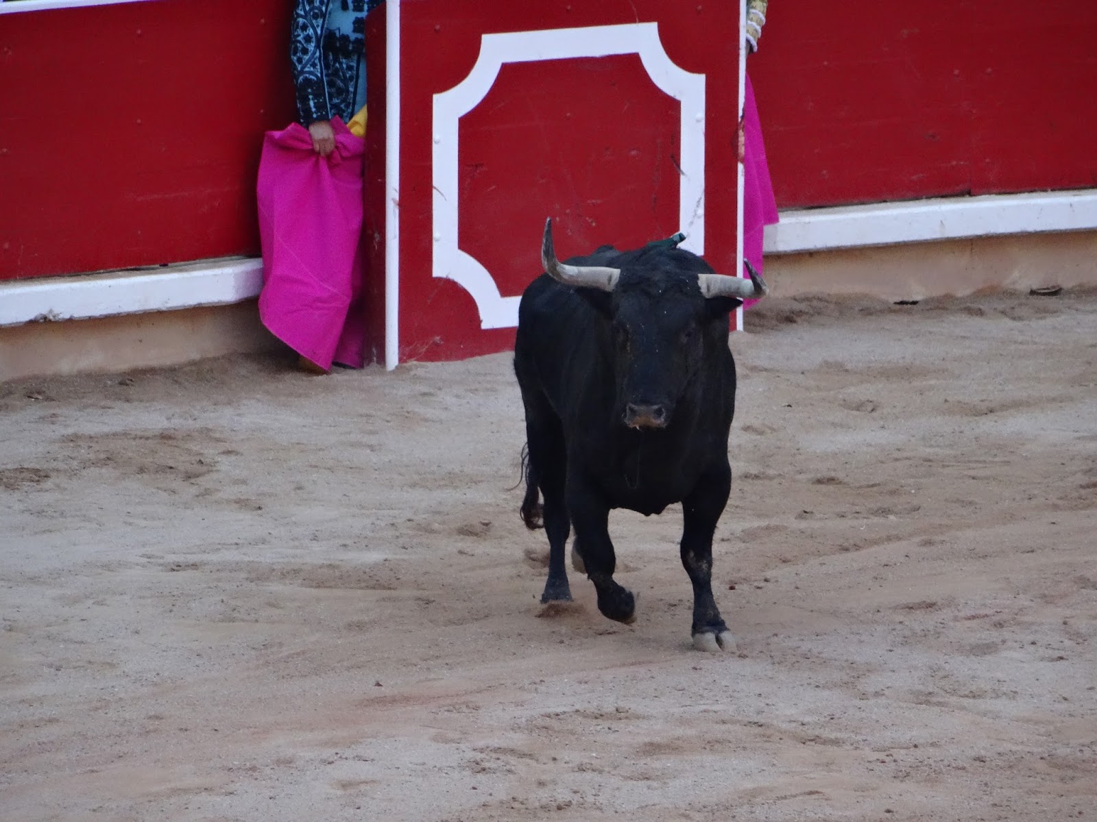 Amor por el toro bravo