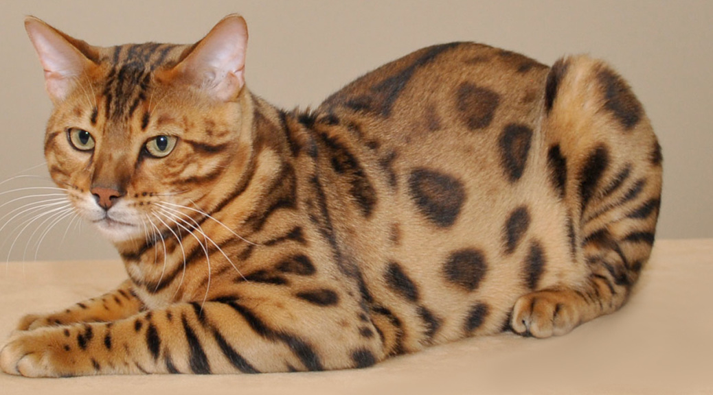 Get to Know All Fact About Bengal, Kitty With Wildcat Ancestry | Pets ...