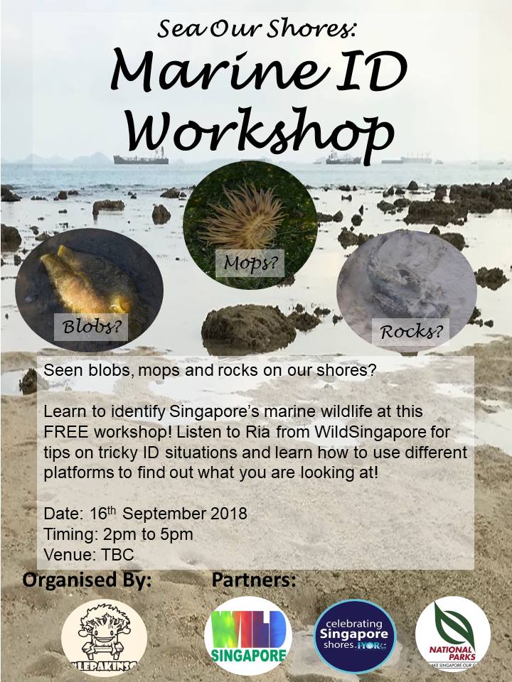 Celebrating Singapore Shores!: 16 Sep (Sun): Marine identification workshop