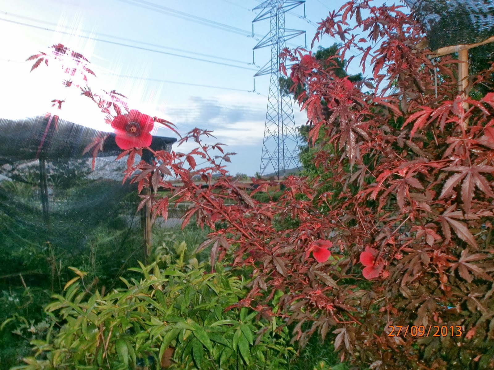 Rezeki Rayyan Nurseri: BUNGA RAYA MAROON
