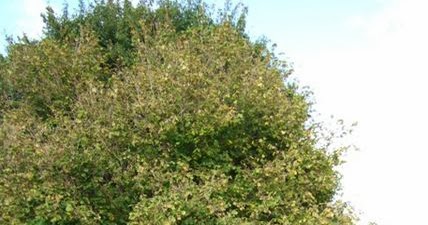 The Magic Of The Hazel Tree