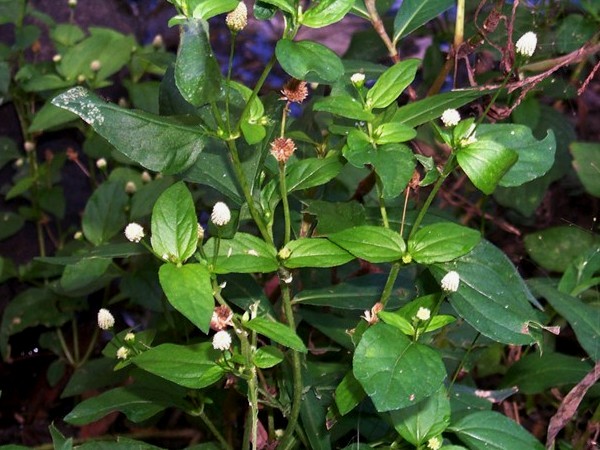 5 Manfaat Bunga Jotang Bagi Kesehatan Dan Kecantikan