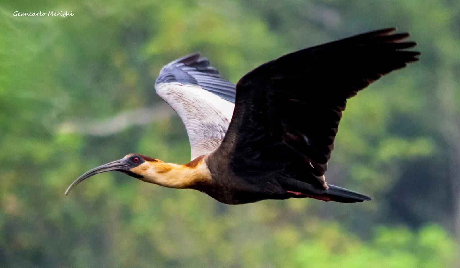 CURICACA (Theristicus caudatus)