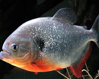 Piranha fish - Amazing Piranha Facts, Images, Information, Habitats ...