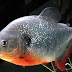 Piranha fish - Amazing Piranha Facts, Images, Information, Habitats ...