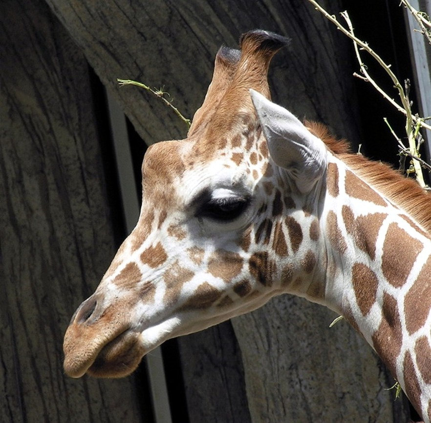 Gambar Jerapah: Kumpulan Gambar Jerapah Update