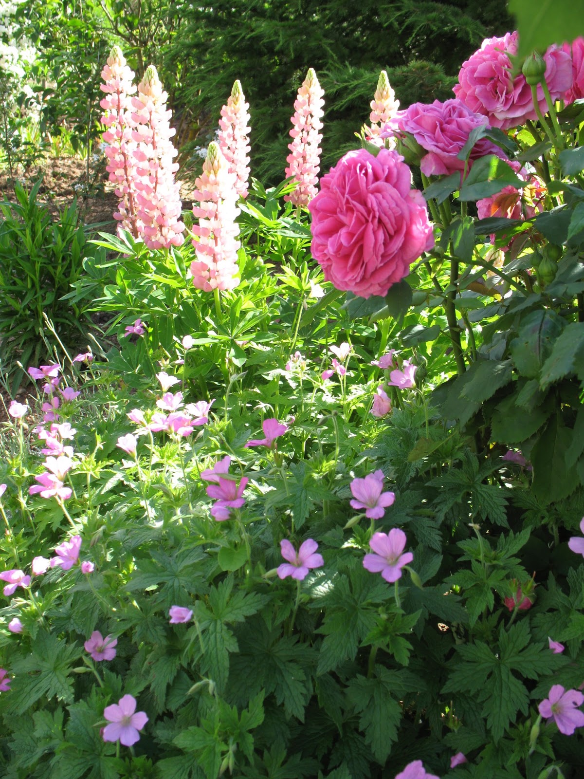 Roses du jardin Chêneland: Géranium oxonianum "Wargrave Pink"