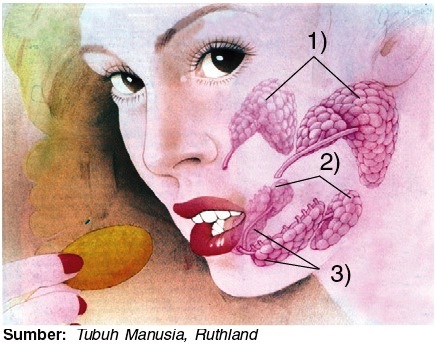 Struktur dan Fungsi Kelenjar Ludah Manusia