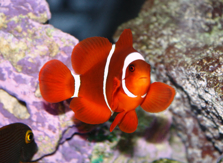 Clownfish | The Biggest Animals Kingdom