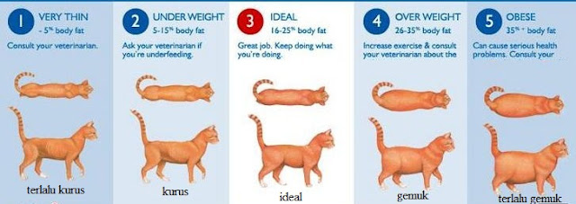 Daftar Berat Badan Ideal Kucing Berdasarkan Ras Dan Umurnya - Kucing Kungfu