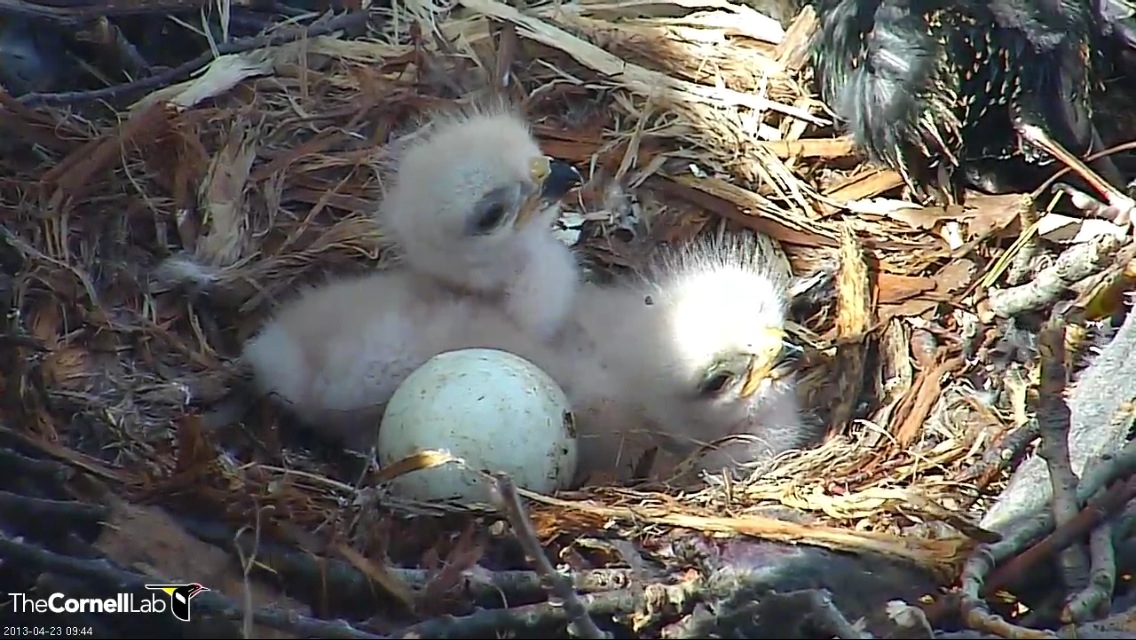 Stearns Mill Pond Sightings & Noticings from a Raynor Rd. Perspective ...