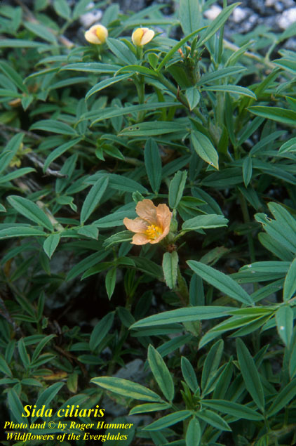 PLANT FAMILIES OF PUERTO RICO AND FLORIDA PAPO VIVES: MALVACEAE NÚM 75 ...