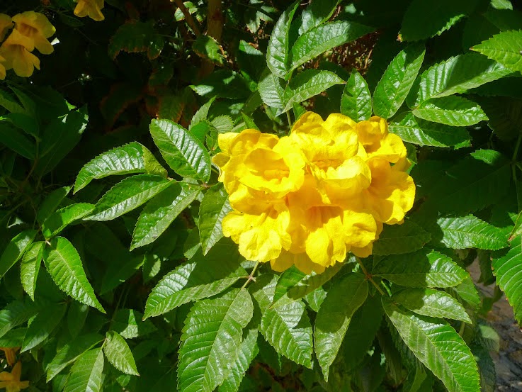 Come scoprire i nomi delle piante senza APP (il caso di una tecoma)