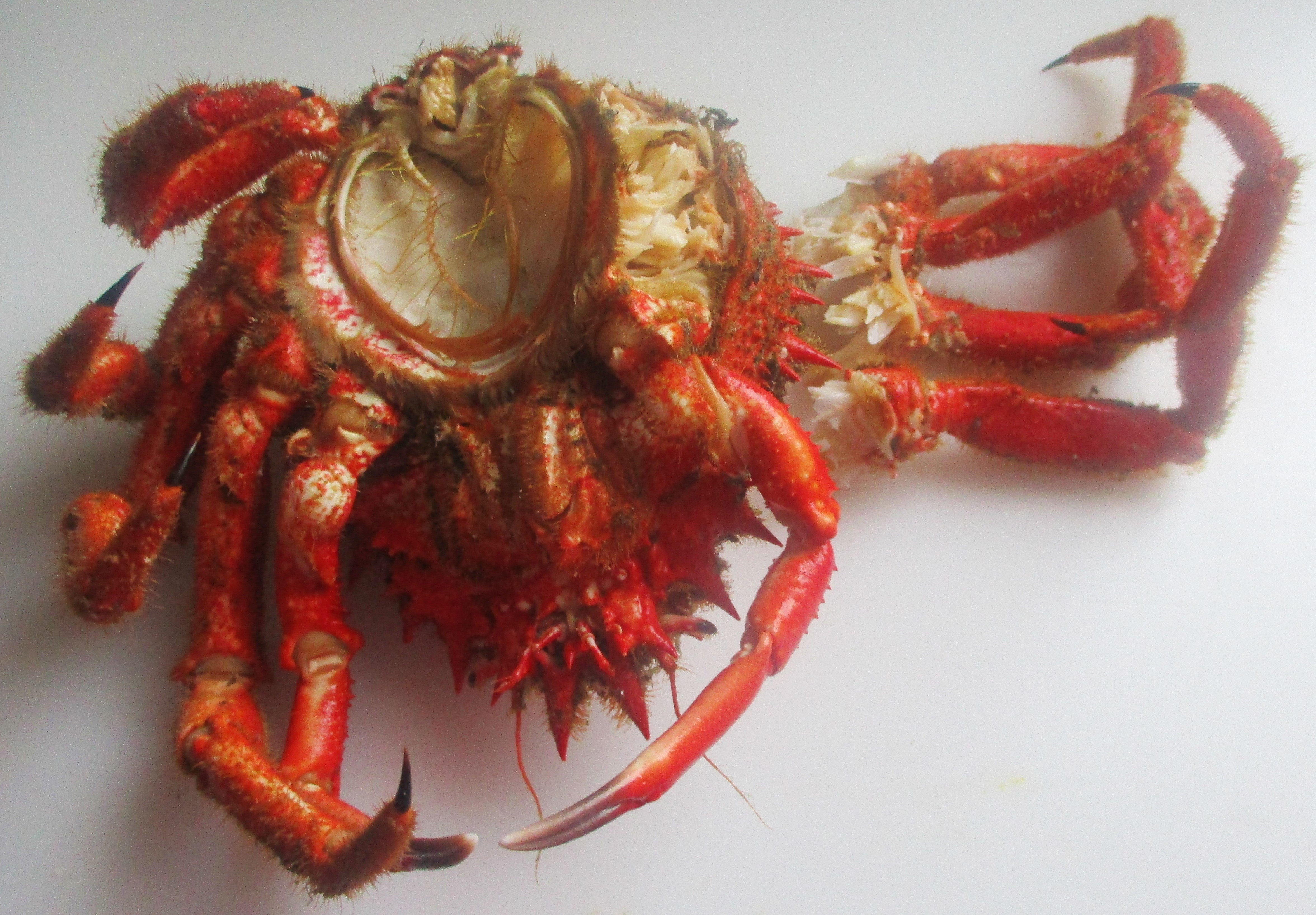 Aquí se cocina: Centollos (centollas) de las rías gallegas