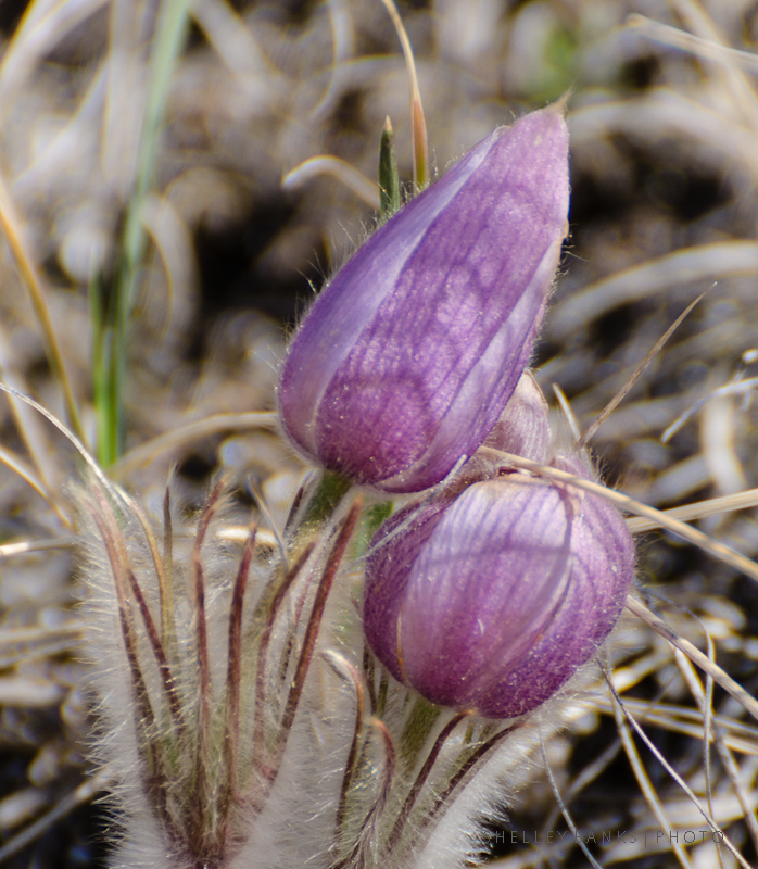 Prairie Wildflowers: Prairie Crocus: First blooms of spring
