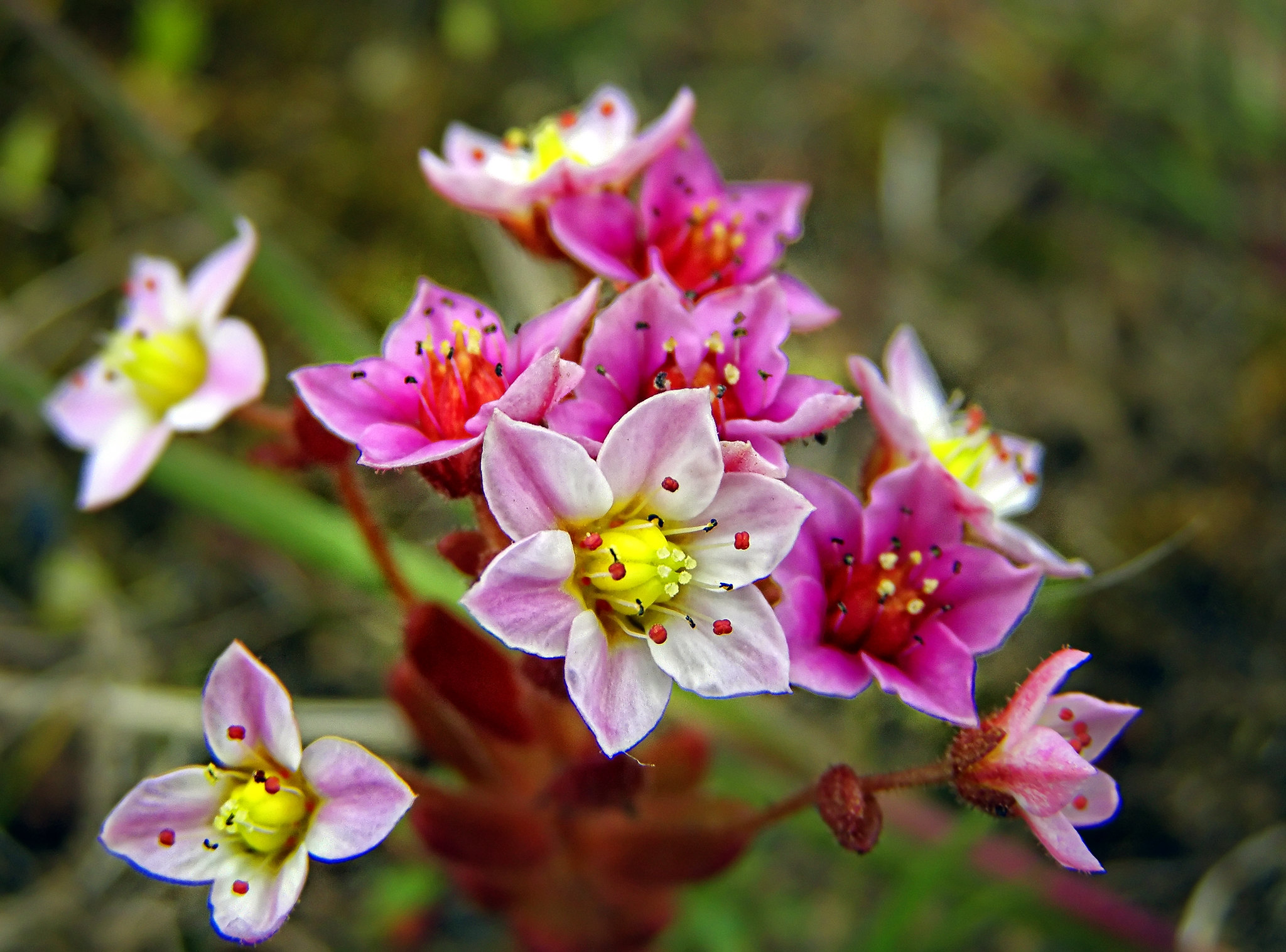 Sedum villosum - Hairy stonecrop - Purple stonecrop care and culture ...