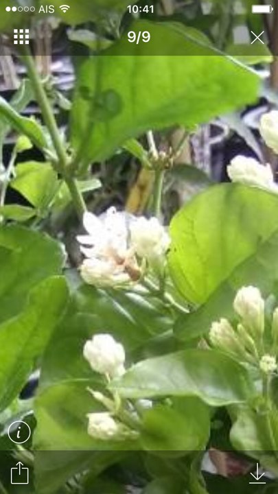 Aleyagarden plants : wholesale shipments: Jasmine MALI PIKUL, Jasmine ...