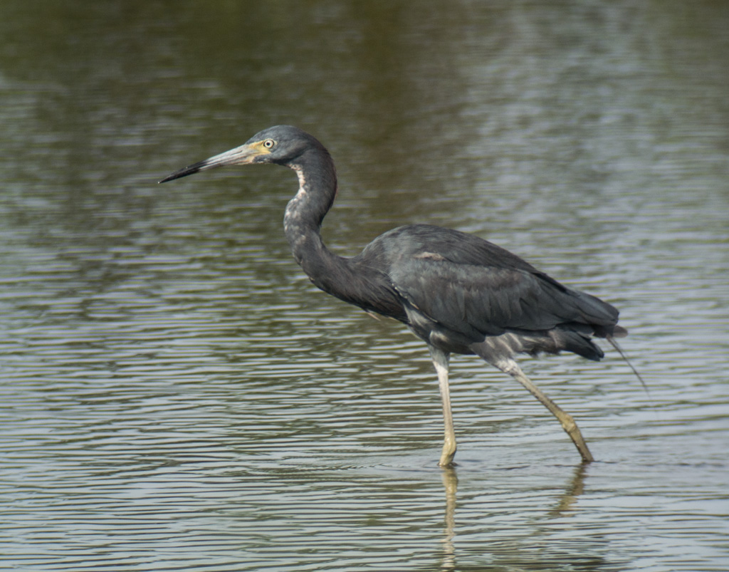 Bird Hybrids: February 2017