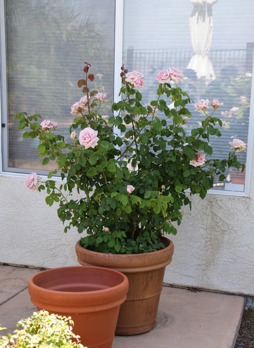 Organic Garden Dreams: June Roses