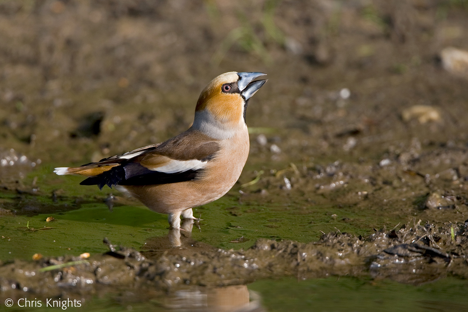 BTO Bird Migration Blog: Hawfinches galore!