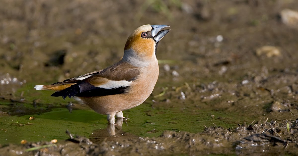 BTO Bird Migration Blog: Hawfinches galore!