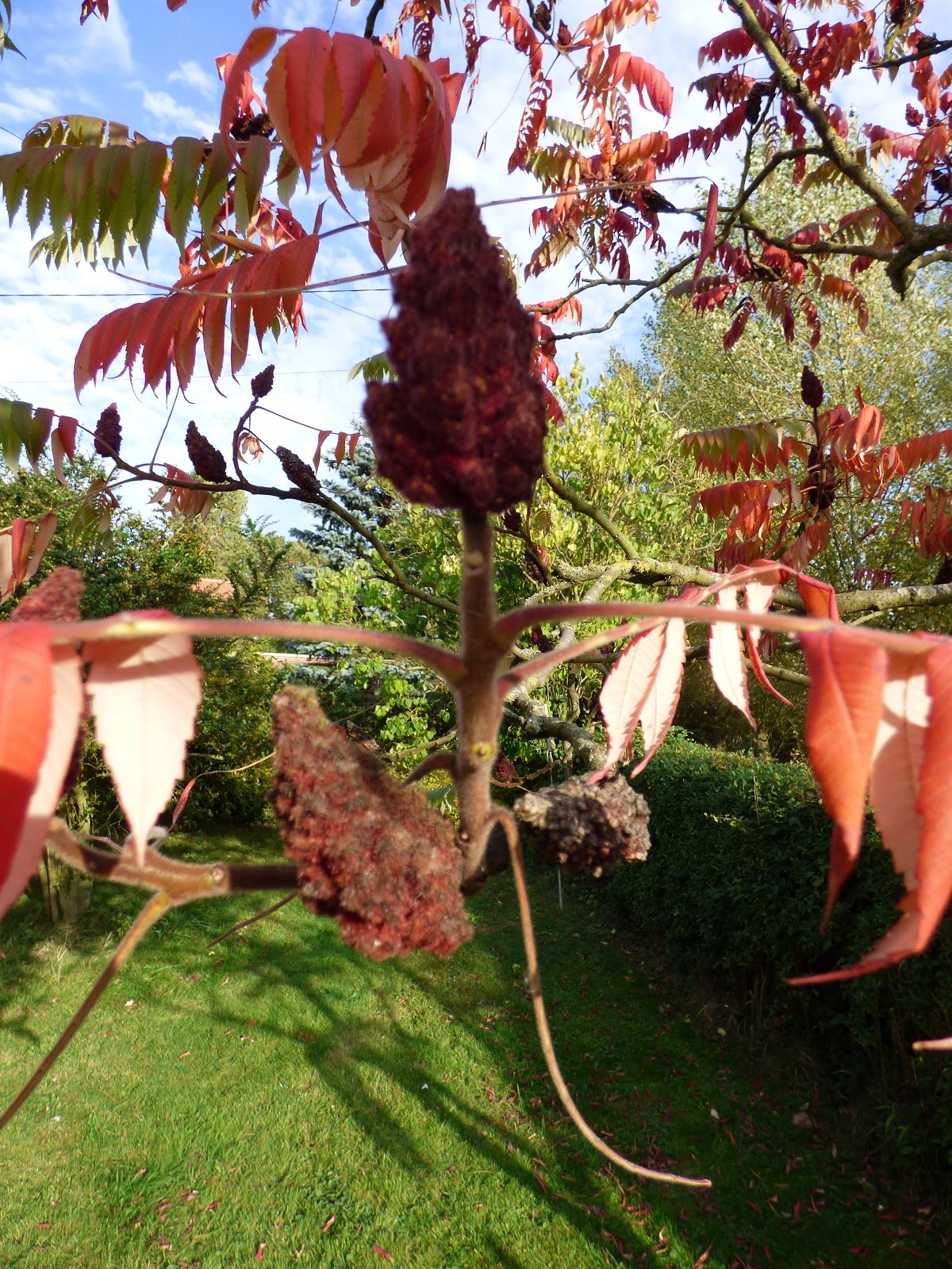 My Quiet Life in Suffolk: The Vinegar Tree