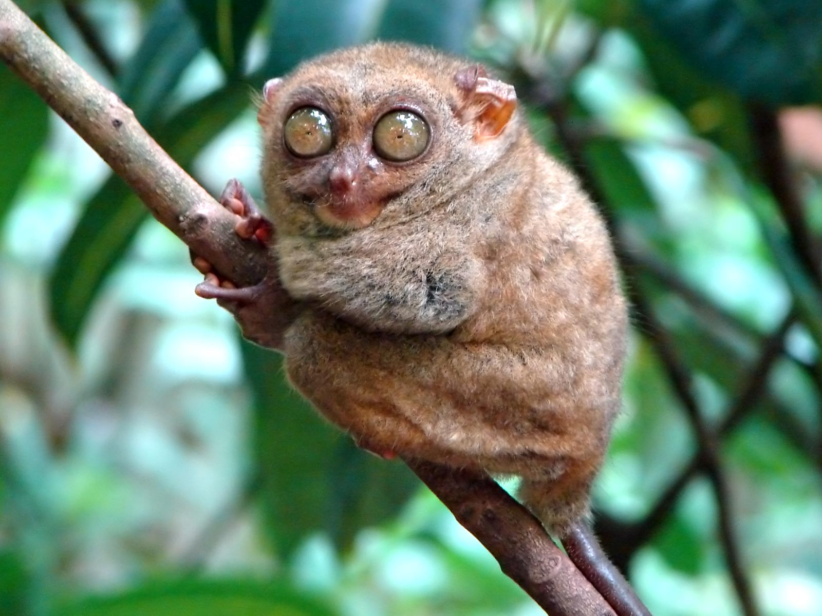 Tarsier Pictures and Wallpapers | Animals Library
