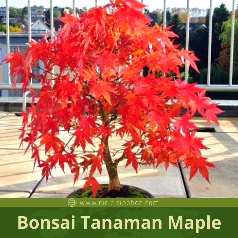 Daftar Tanaman Bonsai Terbaik untuk Hiasan Rumah - Ciriciripohon.com