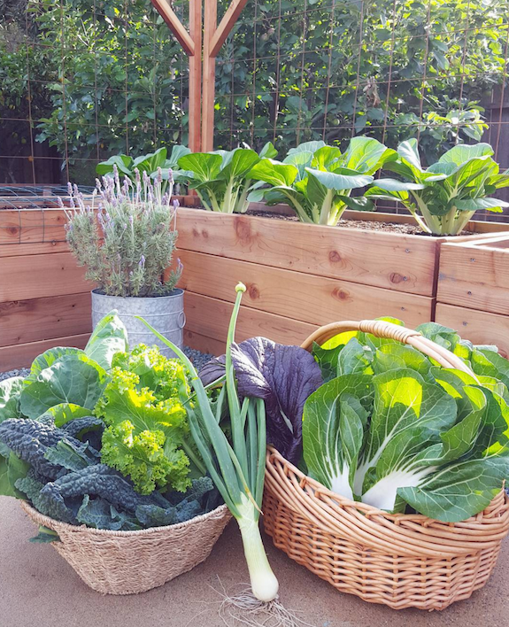 La Maison Boheme: My Favorite Backyard Farm on Instagram