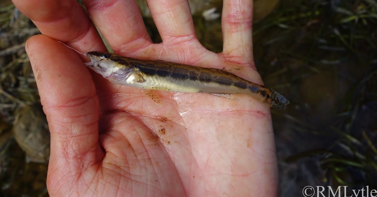 Connecticut Fly Angler: Longhead Darters and Streamlined Chubs (Western ...
