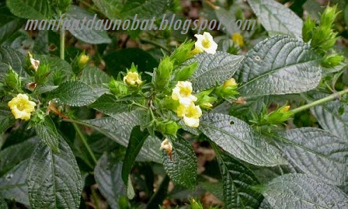 Manfaat Khasiat Tanaman Keji Beling Atau Pecah Beling | Cara Pengobatan ...